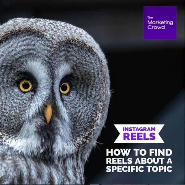 How to find Reels about a specific topic - The Marketing Crowd